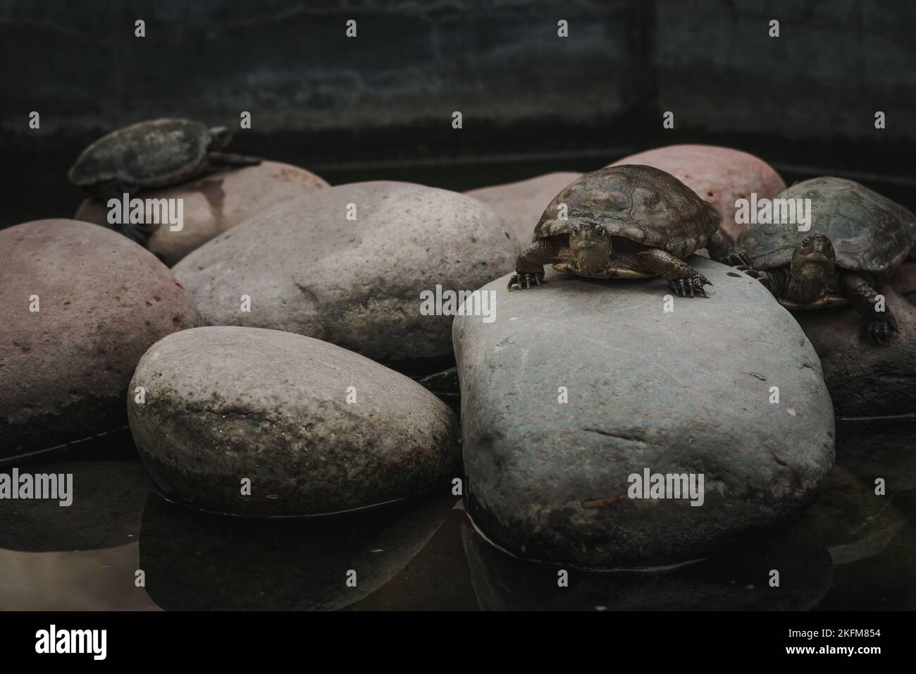 Pond fish turtle bird hi-res stock photography and images - Alamy