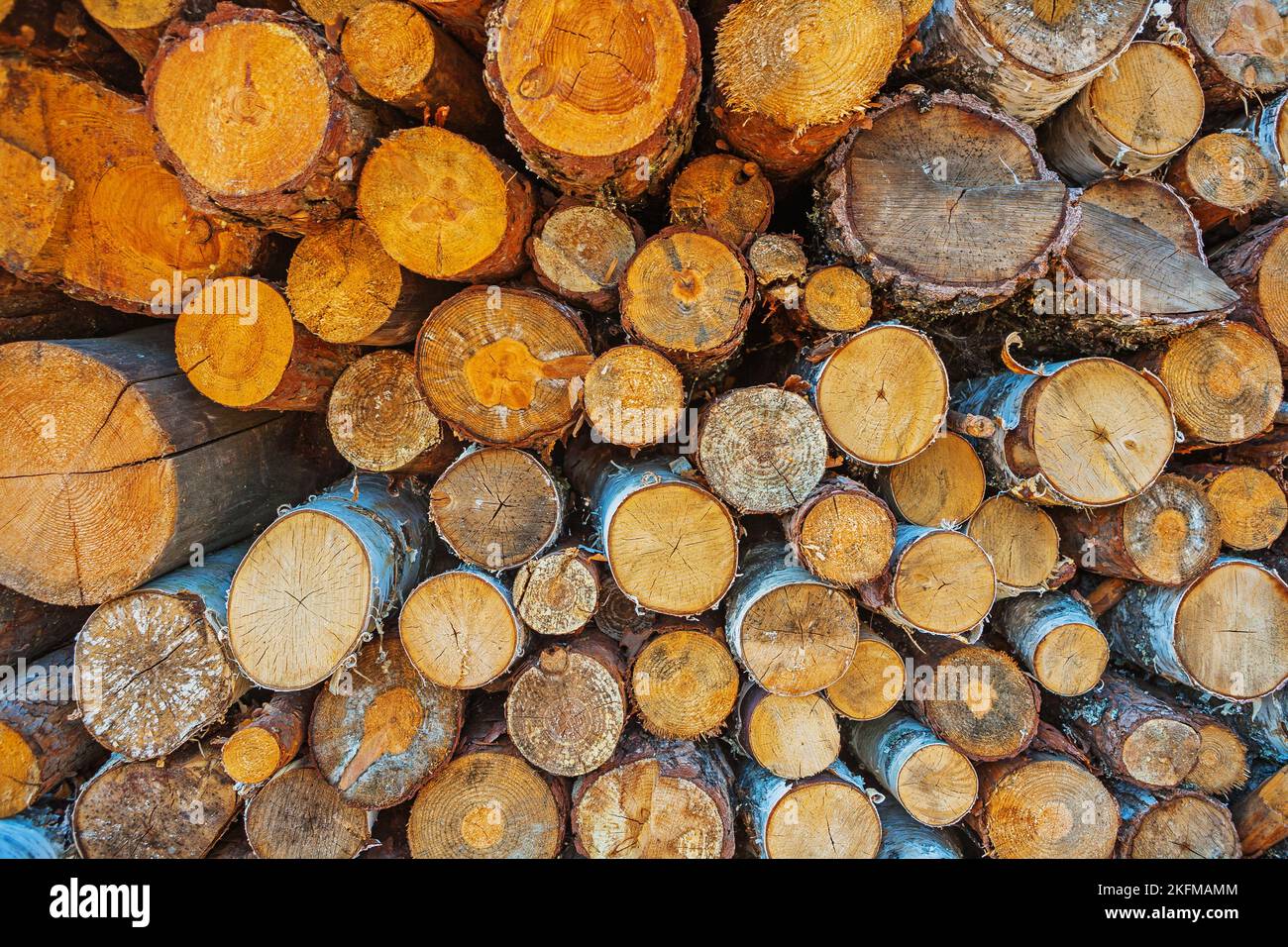 pile of tree trunks close up view Stock Photo - Alamy