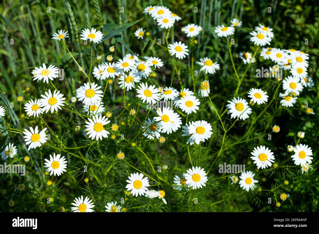 daisies, small white flowers with a yellow center, commonly called the ...