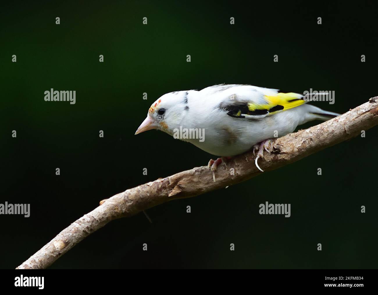 Grey crowned goldfinch hi-res stock photography and images - Alamy