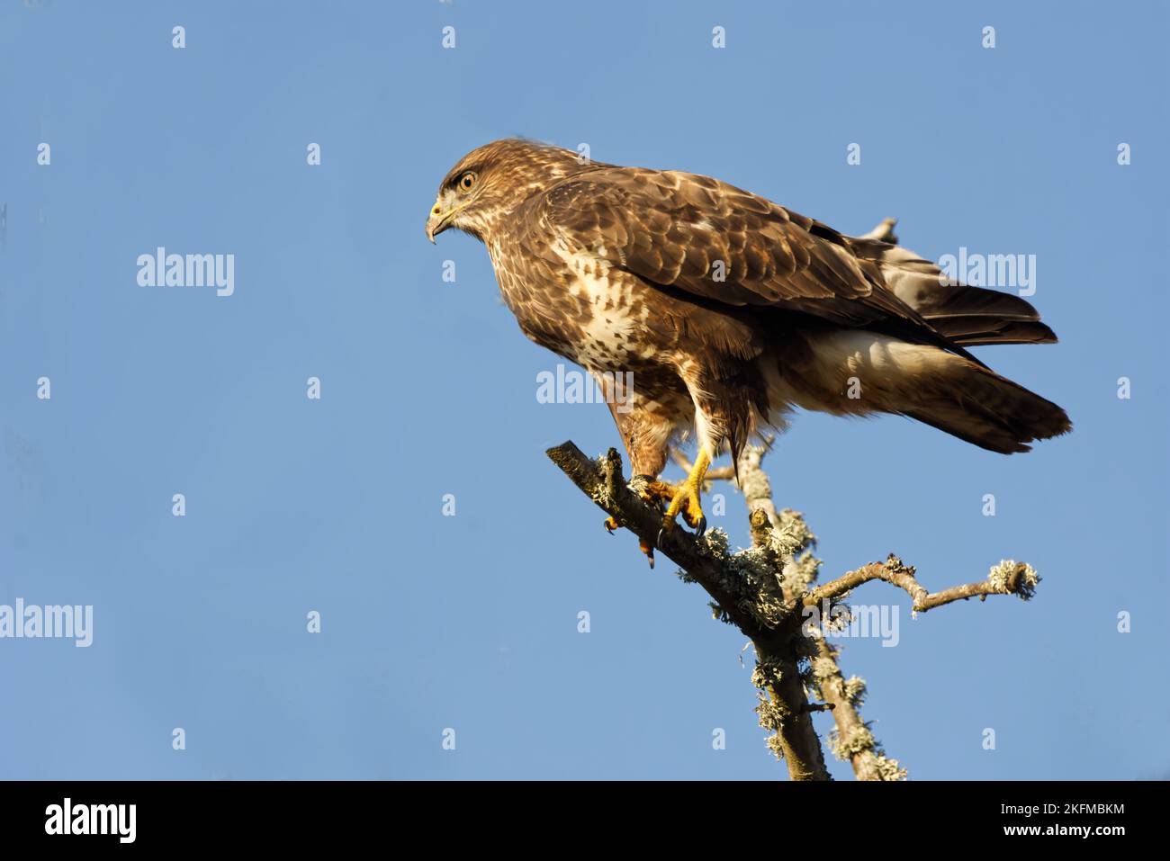 A closeup shot of a perched Common buzzard Stock Photo - Alamy
