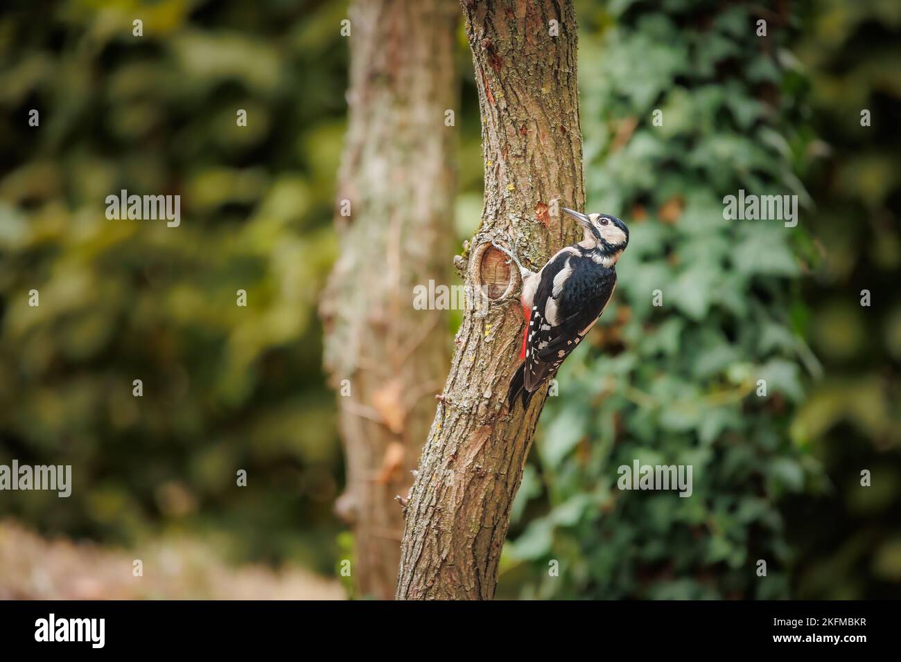 A great spotted woodpecker perched on a tree on a blurred background of ...