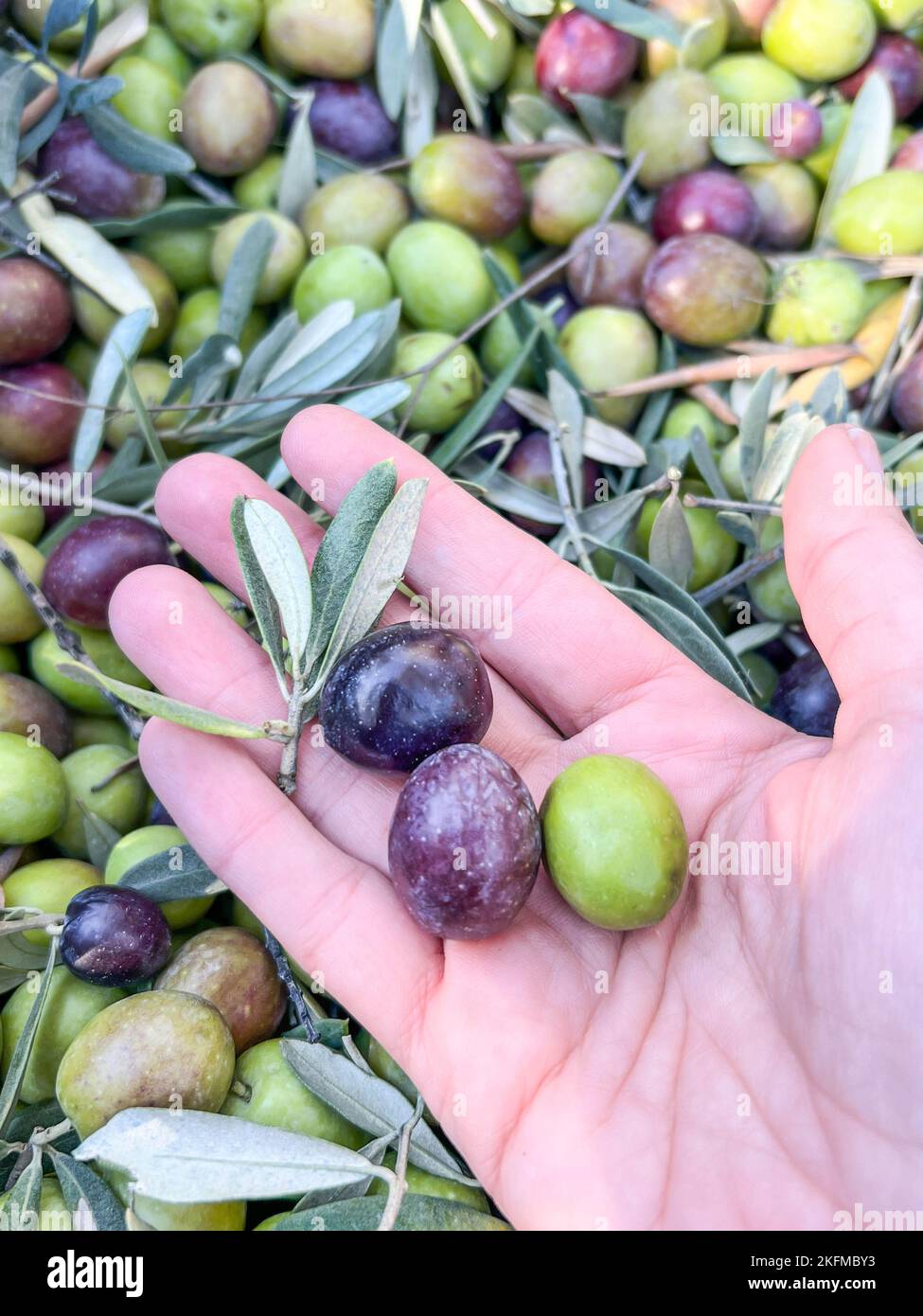 olives, closeup ripe and raw olive fruits on palm of hand with ...