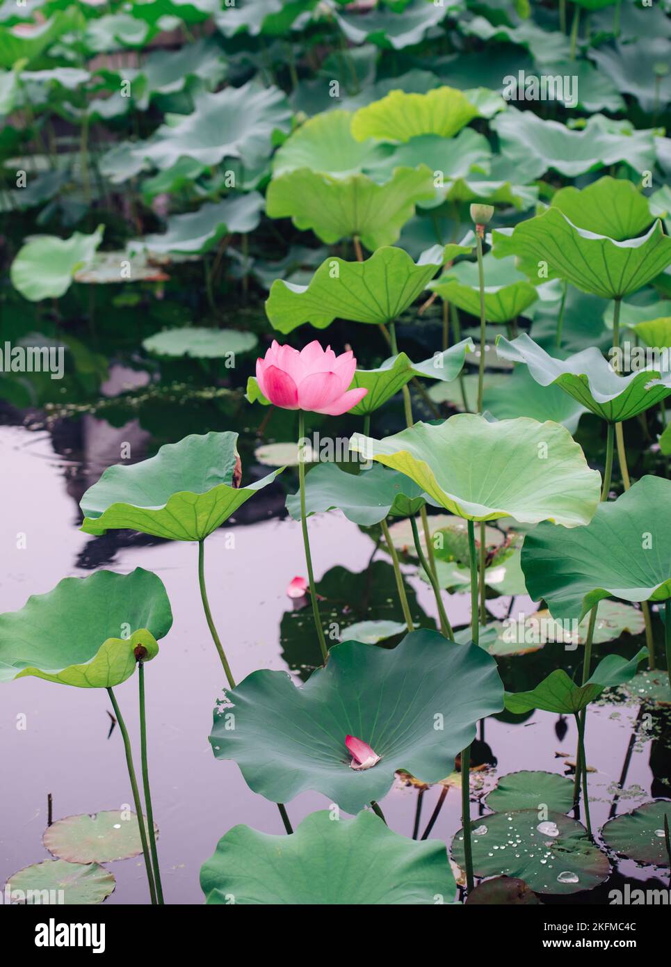 A vertical shot of Nelumbo nucifera growing in a pond Stock Photo - Alamy
