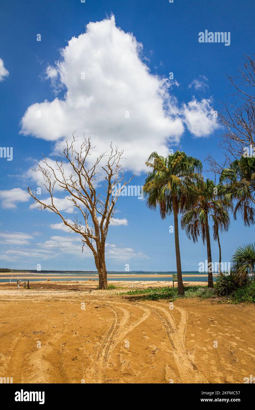A vertical shot of a leafless tree and palm trees on the beach on the ...