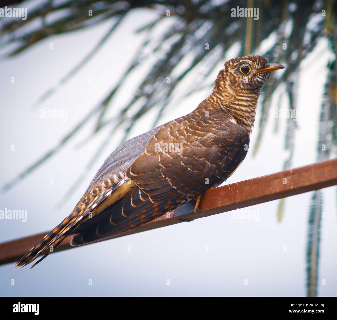A close-up shot of a common cuckoo sitting on a metallic pipe Stock ...