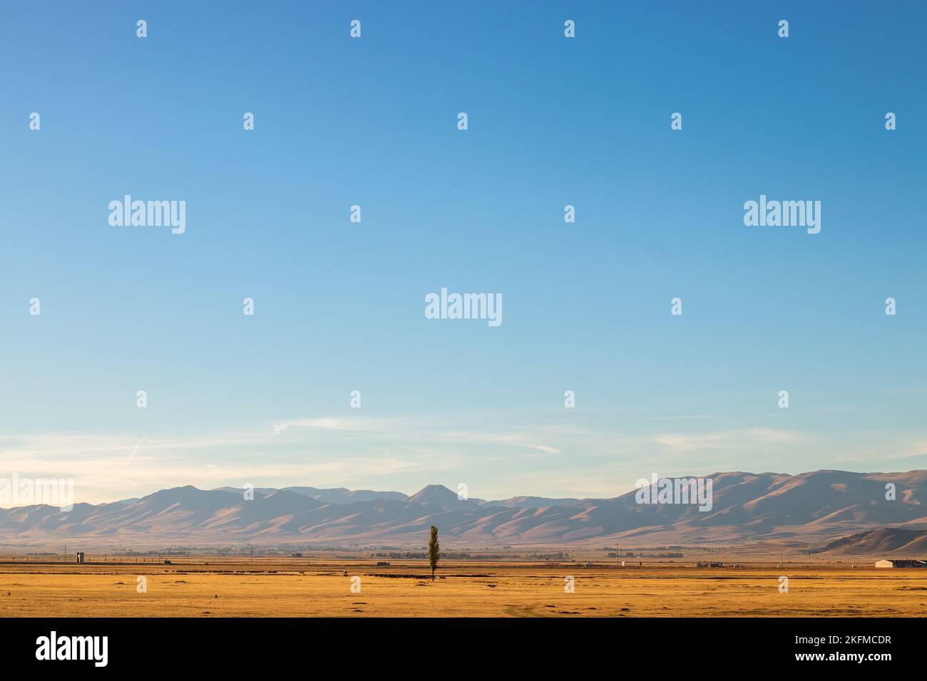 Single tree in rural plain. Background mountain range. Autumn landscape ...