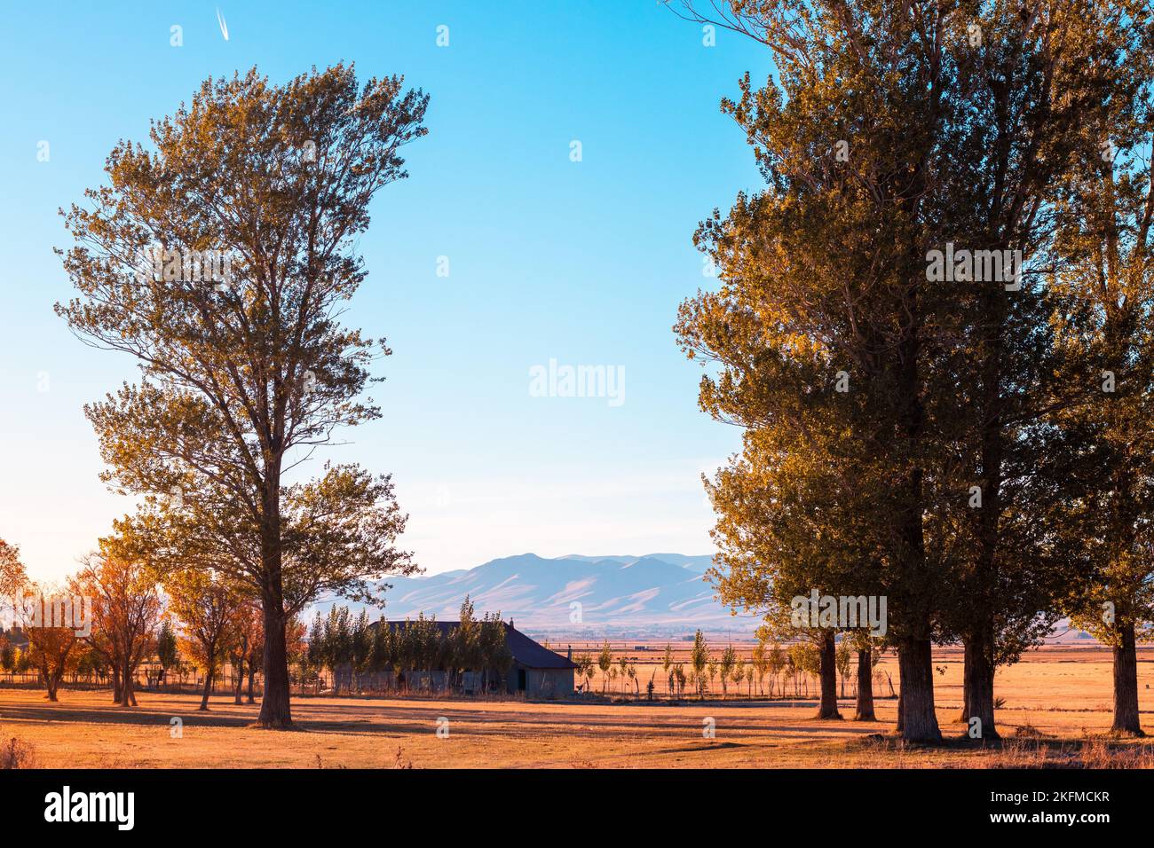 Autumn landscape on rural plain with yellowed leafy trees. Wallpaper ...