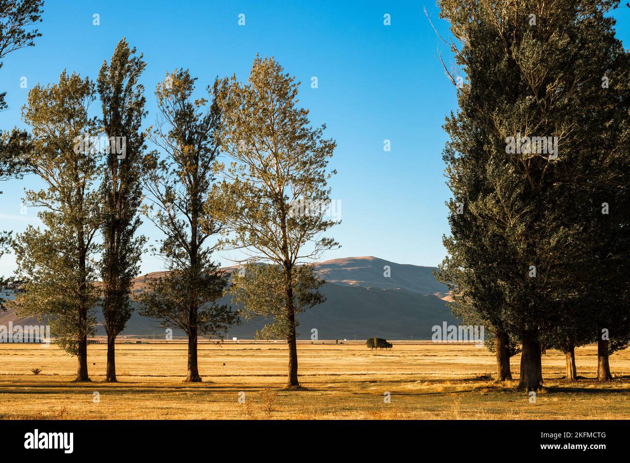 Plain trees tree hi-res stock photography and images - Alamy