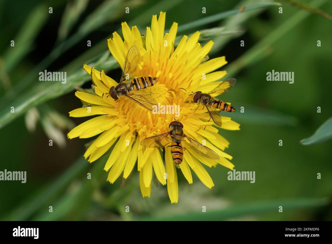 Natural closeup on three marmalade hoverflies, Episyprhus balteatus on ...