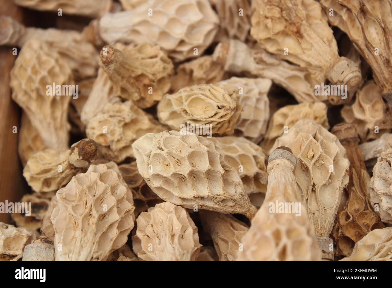 hakea fruit in a basket Stock Photo - Alamy