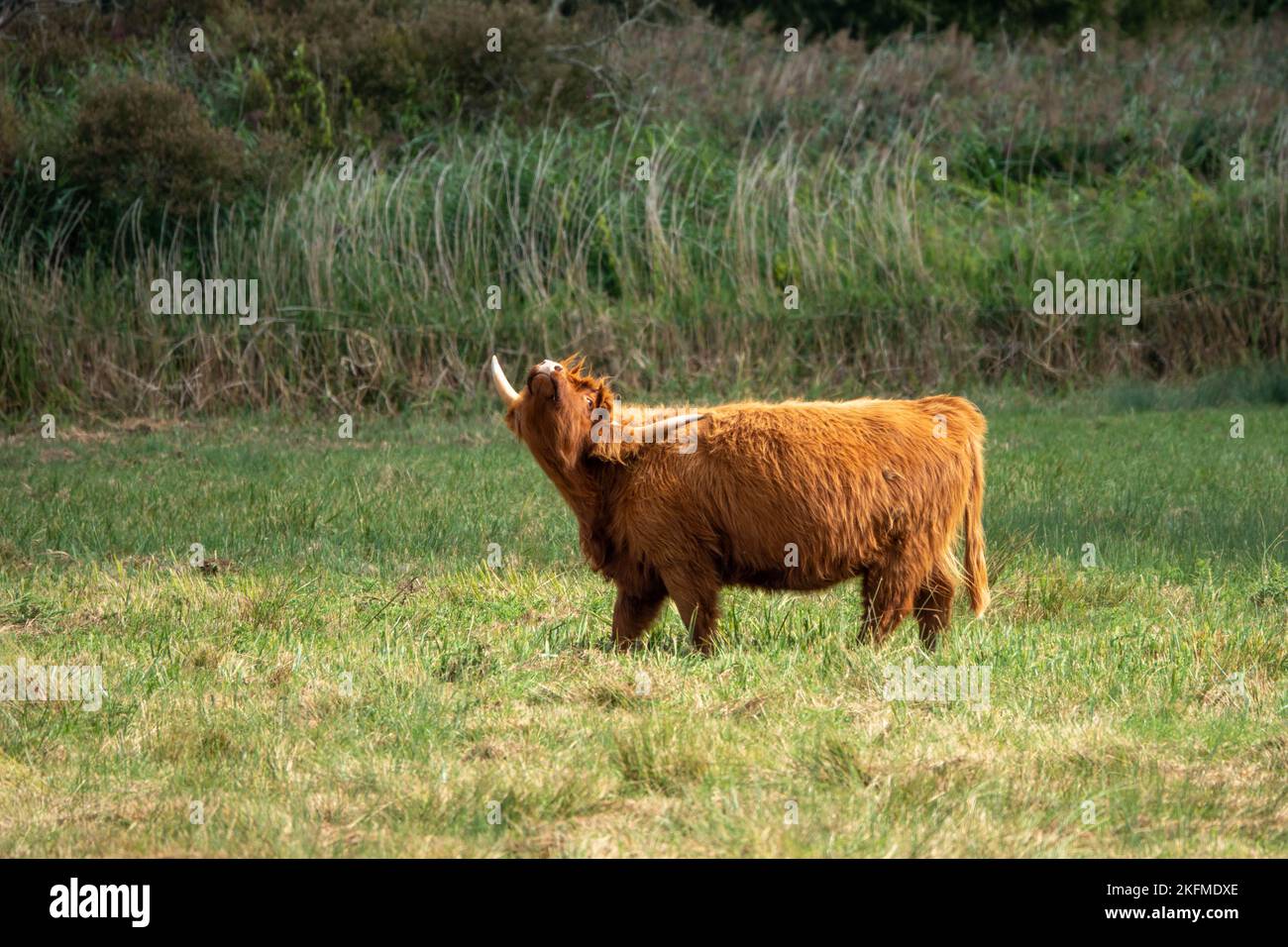 beautiful brown highland cow using horn to scratch his back Stock Photo ...