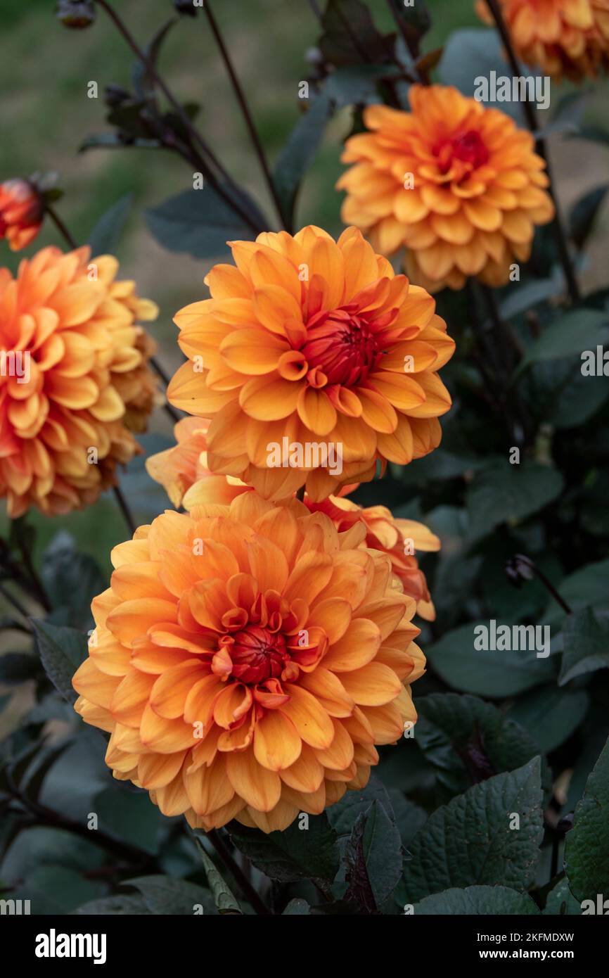 beautiful bright orange pom pom flowers of the dahlia Stock Photo - Alamy