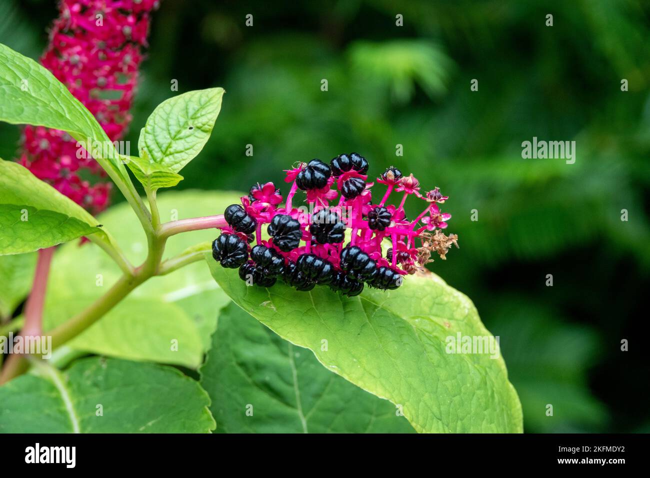 purple fruit berries of indian pokeweed phytolacca acinosa with a ...