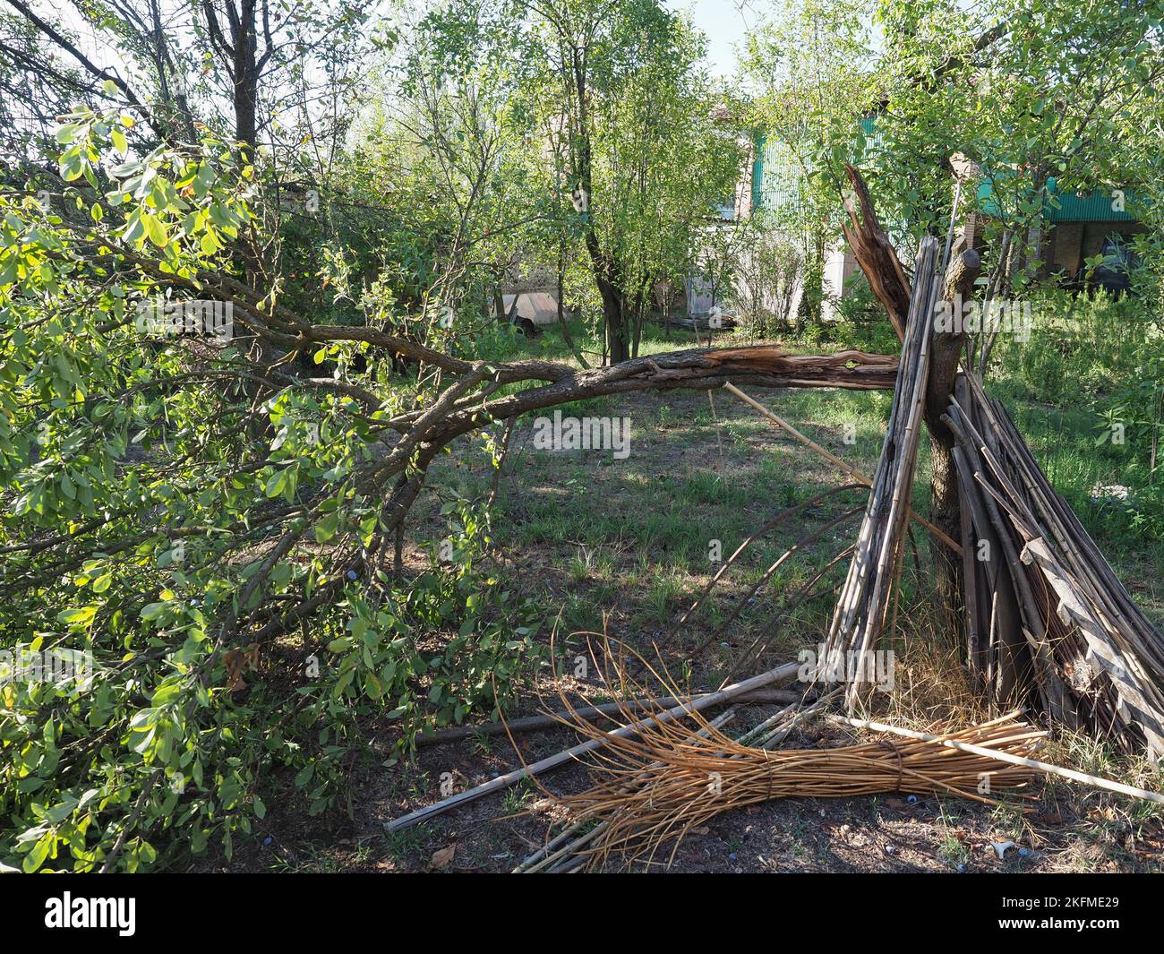 tree damaged by gale wind during hurricane Stock Photo - Alamy