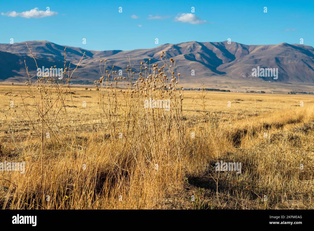 Dry ground of the plain during the summer drought. Vast fields after ...