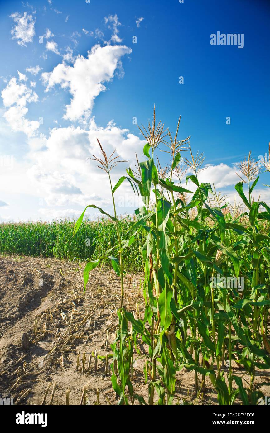 Side view corn field hi-res stock photography and images - Alamy