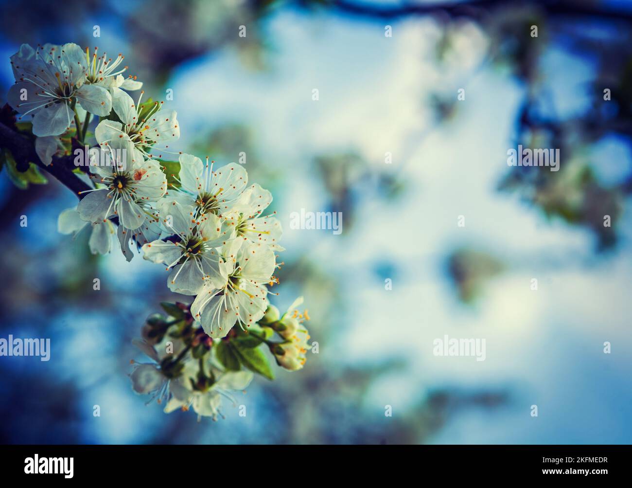 single branch of sherry tree with white blossoming flowers instagram stile Stock Photo - Alamy