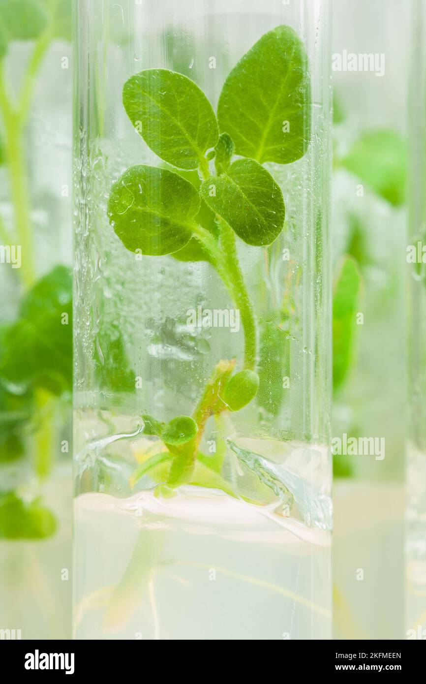 single potato plant in laboratory tube with nutrition medium Stock ...