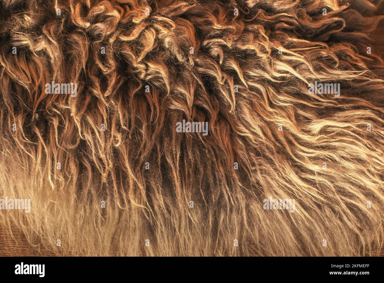 Sheep skin structure.Close up of sheep fur Stock Photo - Alamy