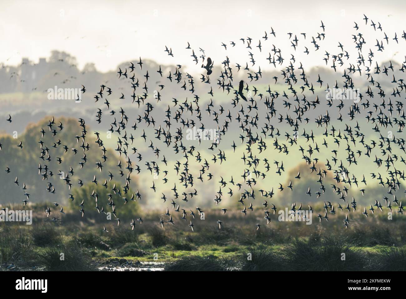 Flock of Dunlins, Dunlin, Calidris alpina in counter sun rays over ...