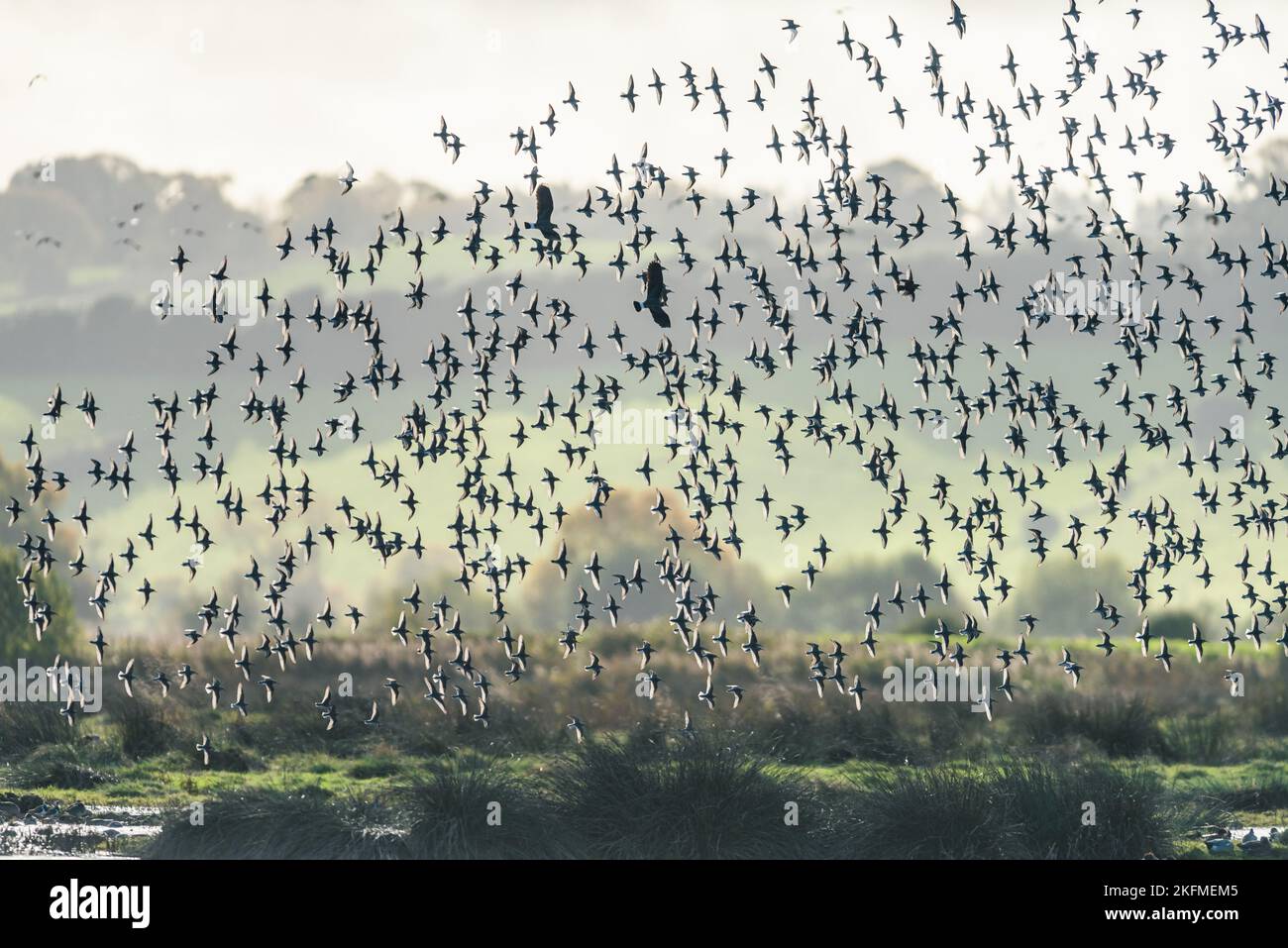 Flock of Dunlins, Dunlin, Calidris alpina in counter sun rays over ...