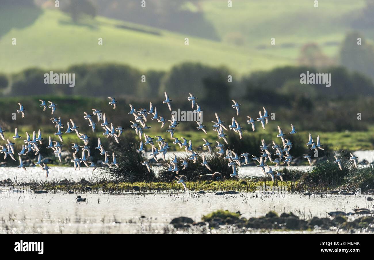 Flock of Dunlins, Dunlin, Calidris alpina in counter sun rays over ...