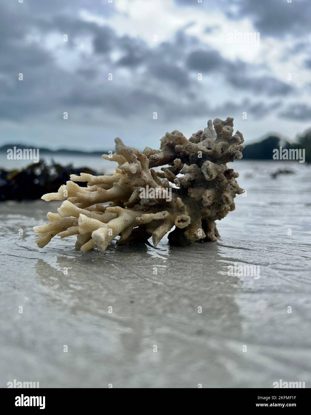 A closeup shot of a small piece of coral washed up on a sandybeach ...