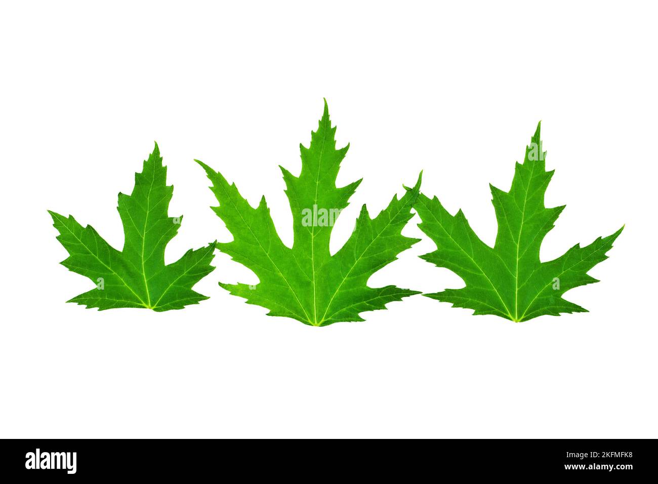three leaves of mapple isolated Stock Photo - Alamy