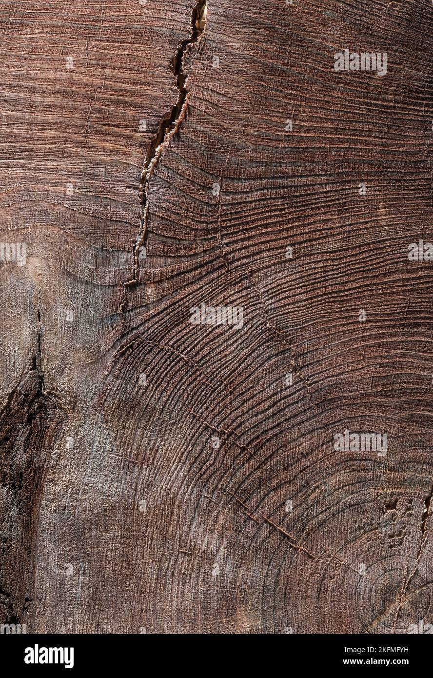 tree trunk cross cut texture vintage wood Stock Photo - Alamy