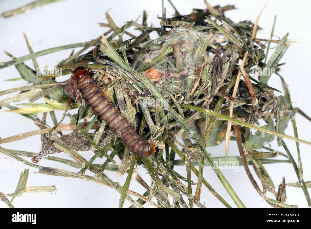 Pyralid moth caterpillar hi-res stock photography and images - Alamy