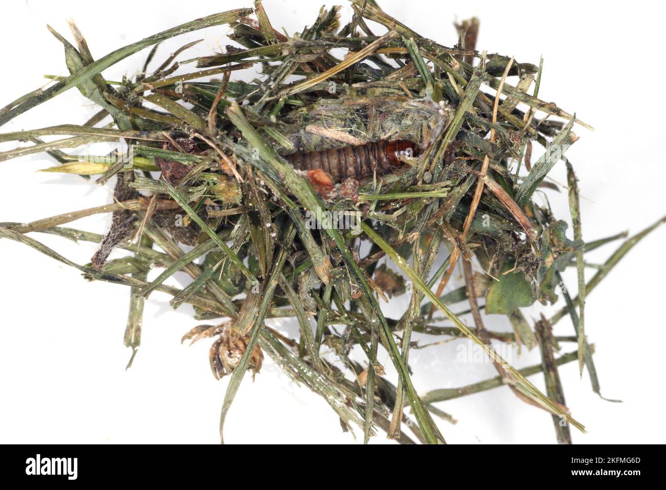 Caterpillar of Gold Triangle (Hypsopygia costalis) moth Stock Photo - Alamy