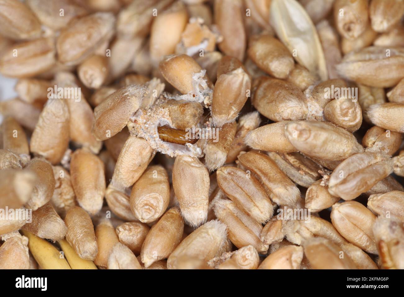 Tineidae moth pupa on damaged wheat grain. European grain moth ...