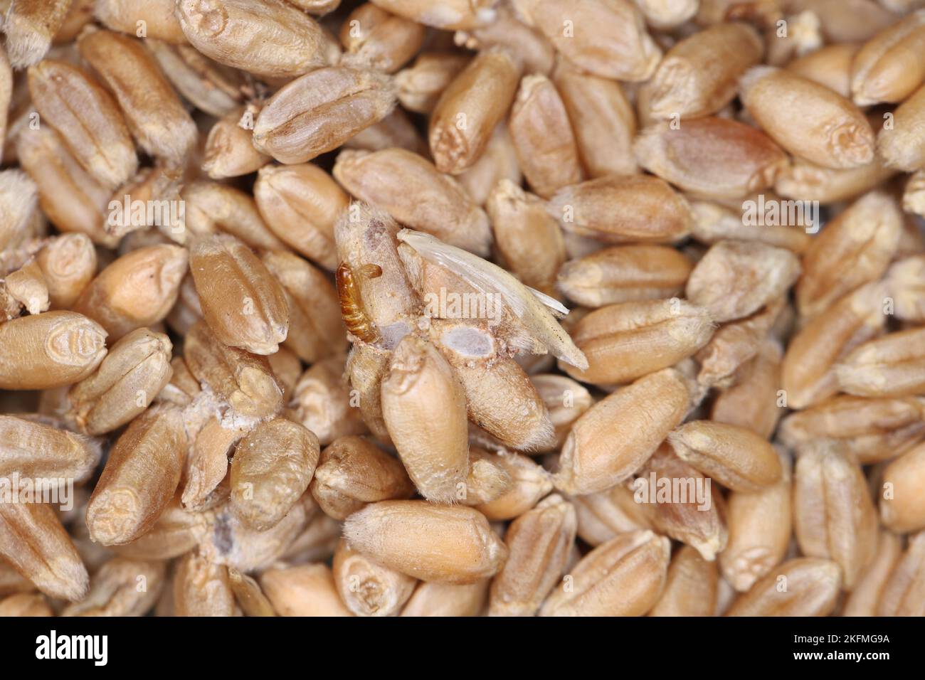Tineidae moth pupa on damaged wheat grain. European grain moth ...