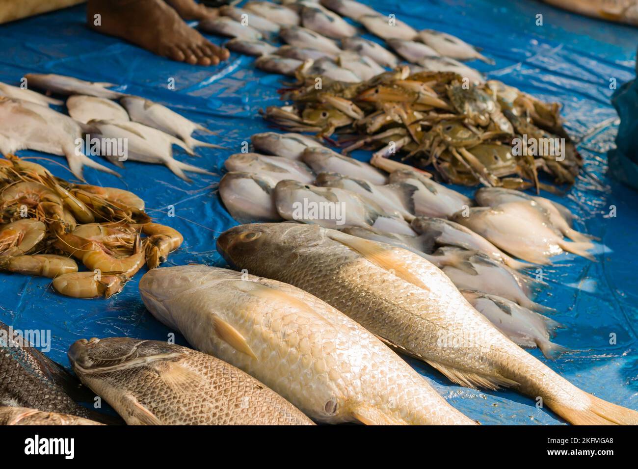 various sea fishes kept together for sale in fish market of india ...