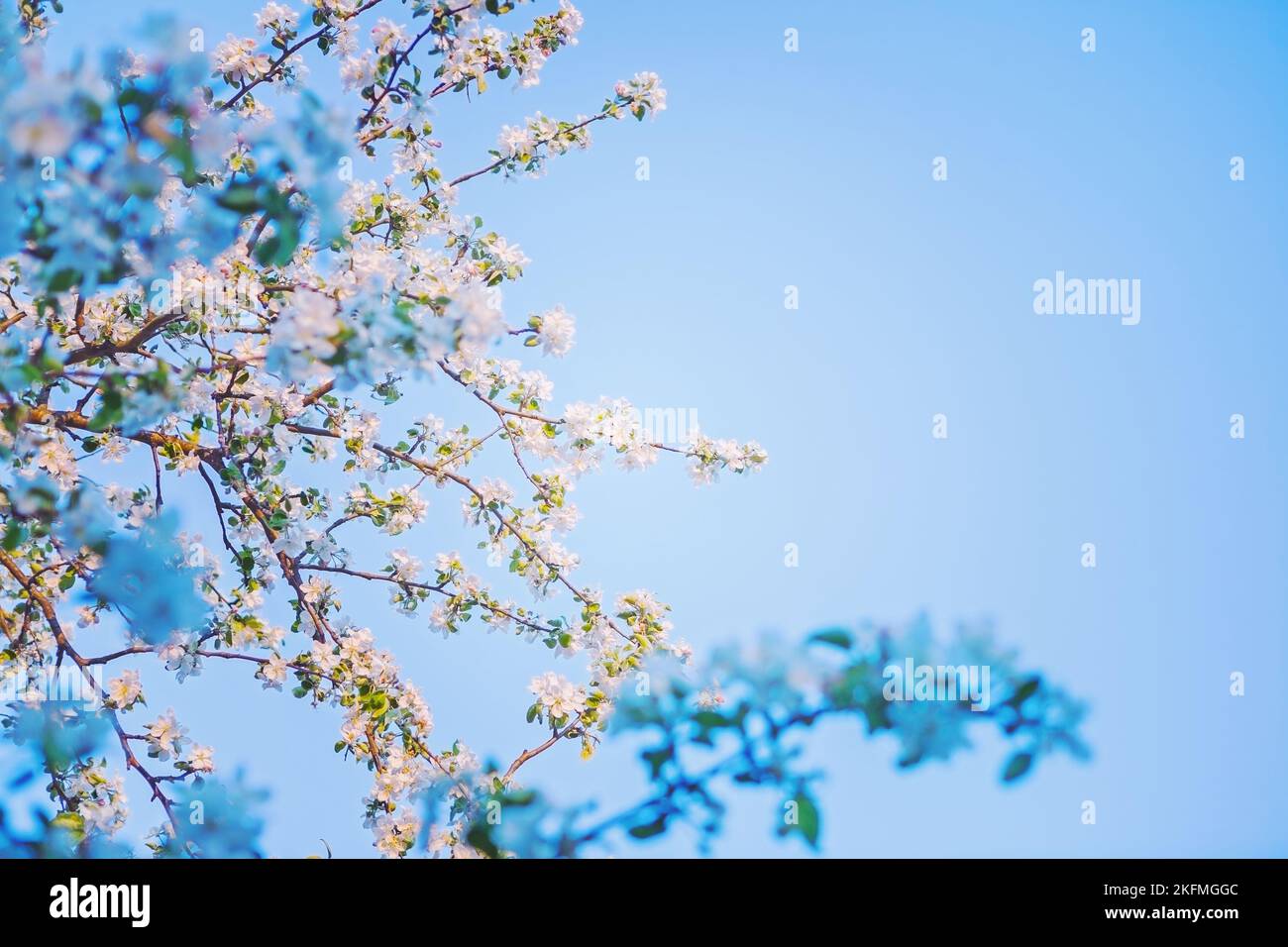 very close up floral view on blossom of apple tree instagram stile ...