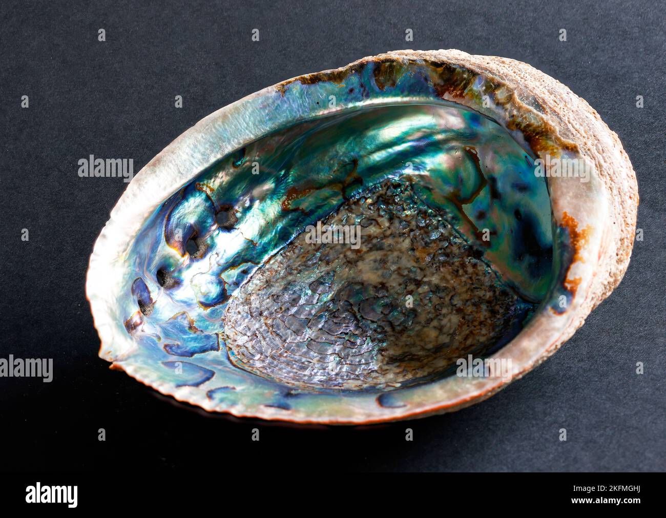 Shell inside structure hi-res stock photography and images - Alamy