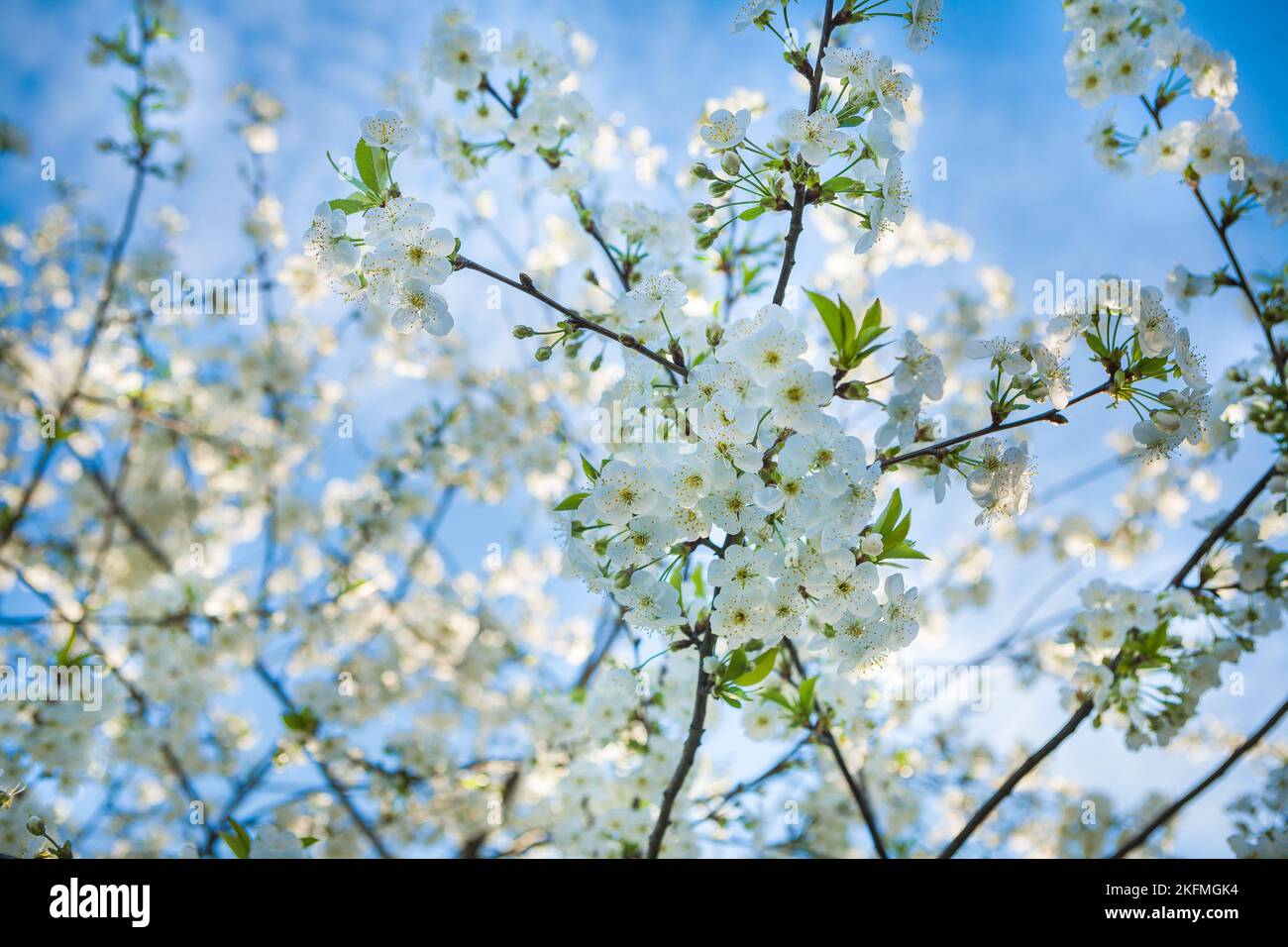 Sherry blossom hi-res stock photography and images - Alamy