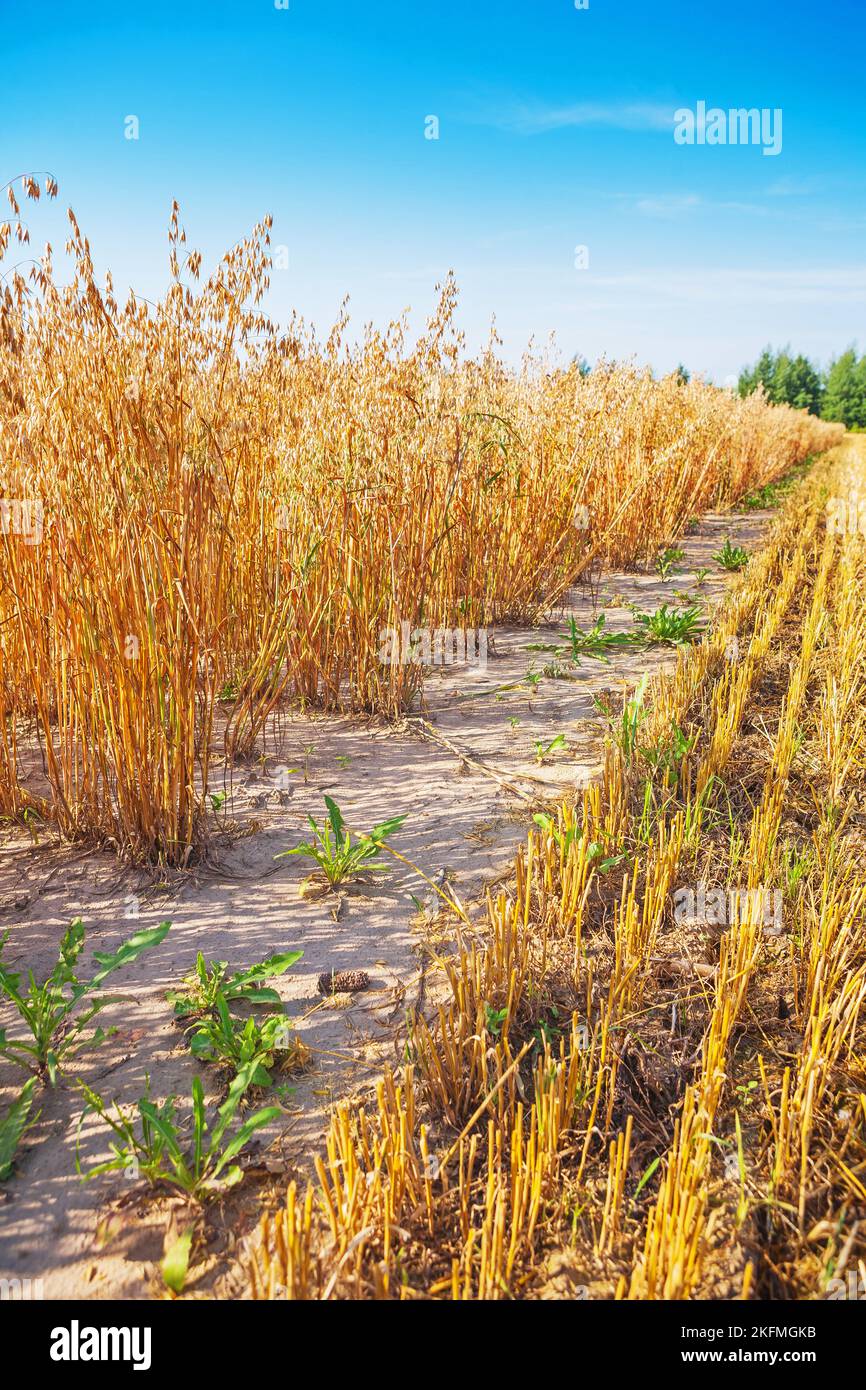 Oat edge field hi-res stock photography and images - Alamy