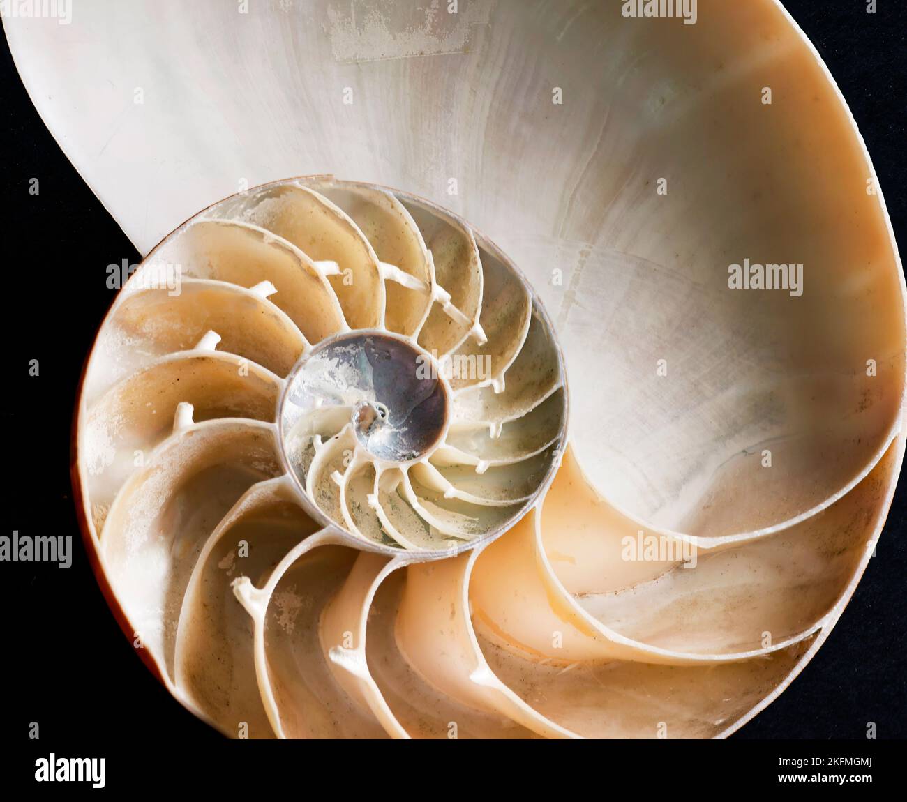Living nautilus species hi-res stock photography and images - Alamy