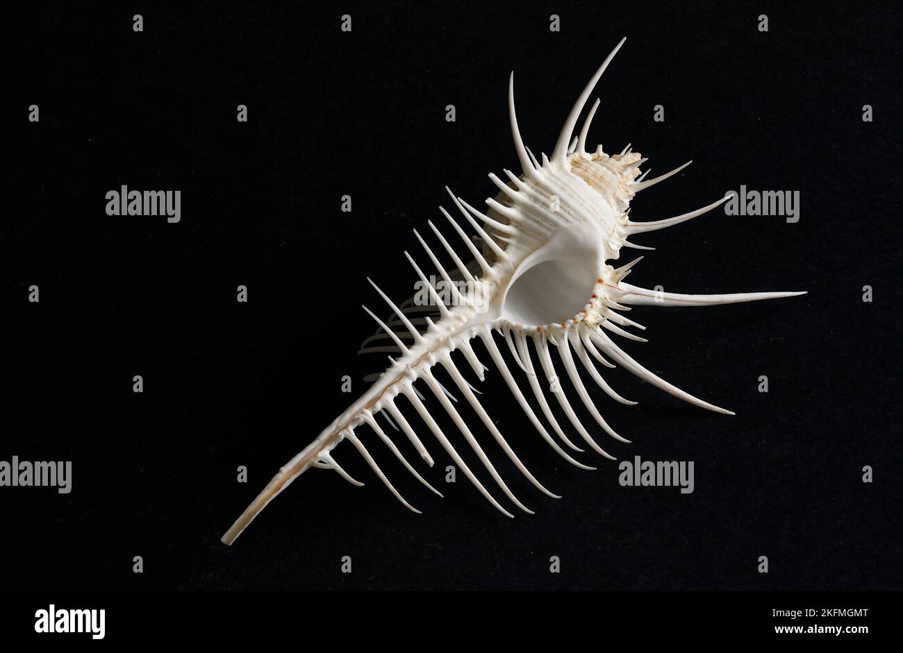 Long siphonal canal hi-res stock photography and images - Alamy