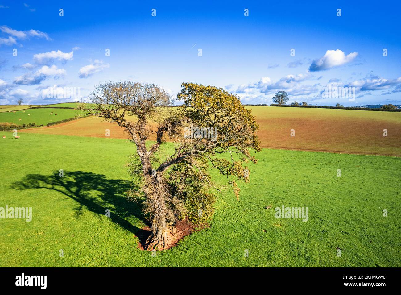 Fields and Farms over Cockington from a drone, Paignton, Torquay, Devon ...