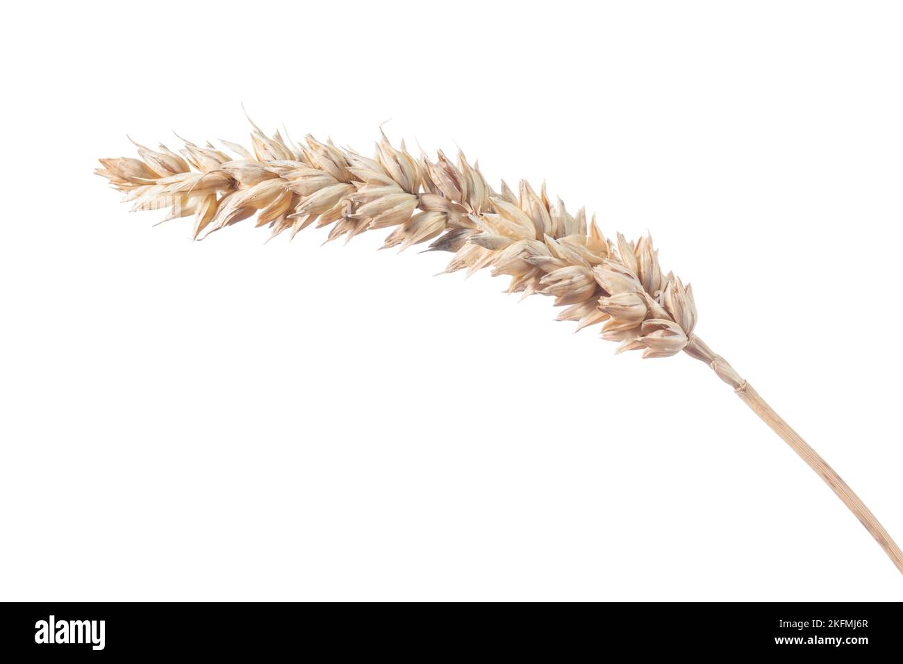 Horizontal shot golden wheat hi-res stock photography and images - Alamy