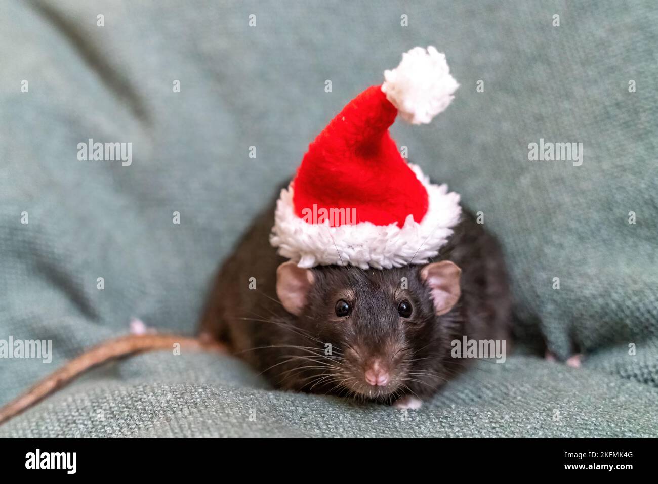 Rat Santa hat. Symbol of the Chinese New Year. Funny black rat Dumbo in ...