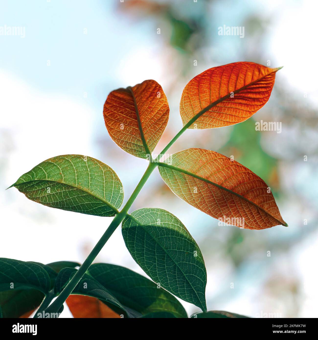 green tree leaves in spring season Stock Photo - Alamy