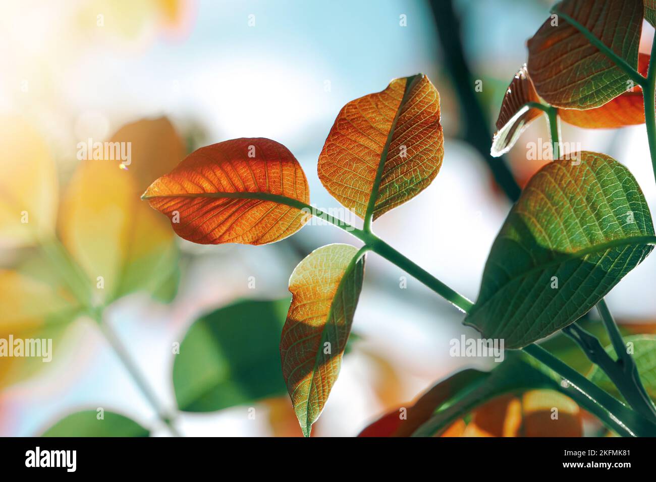 green tree leaves in spring season Stock Photo - Alamy