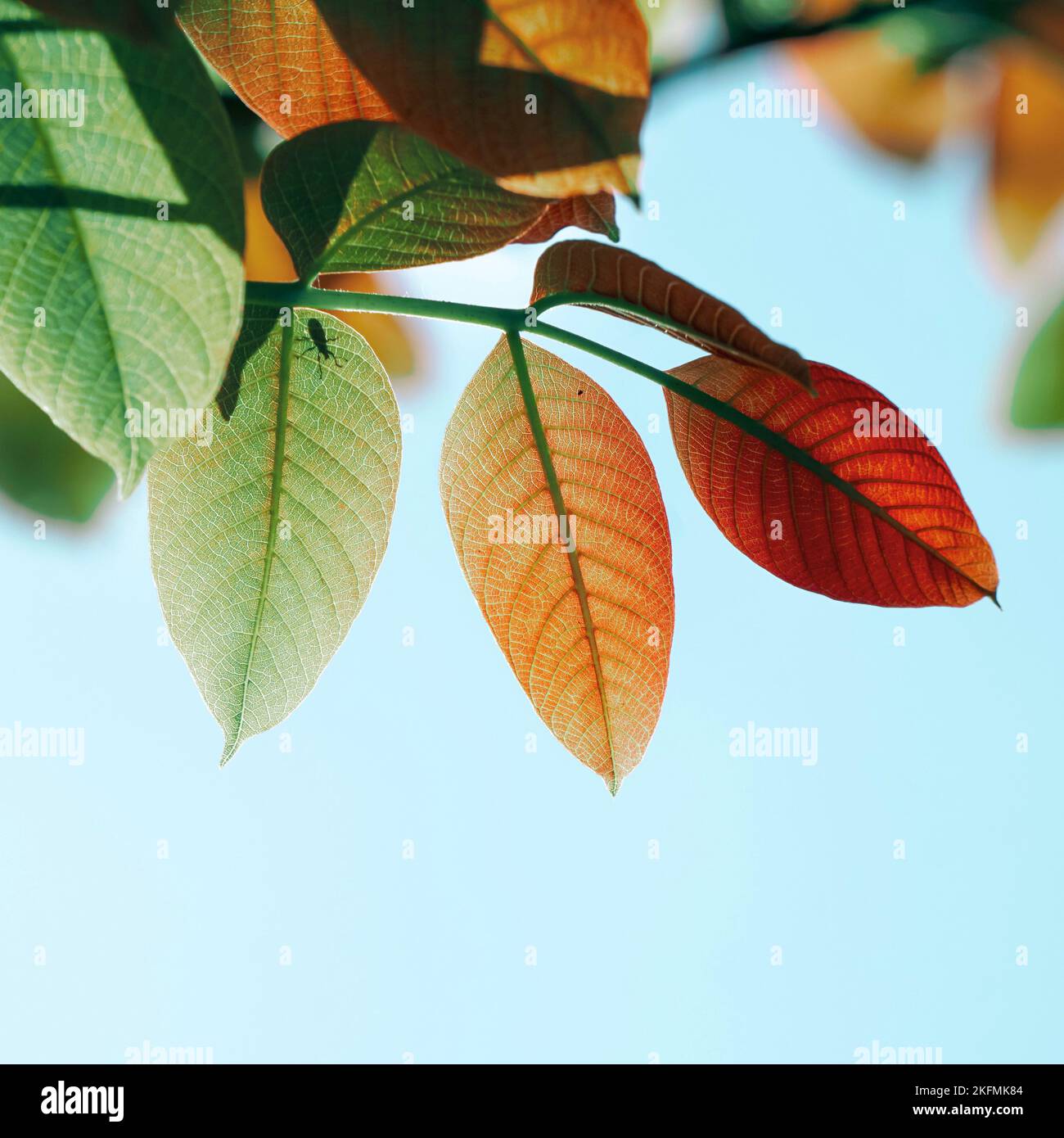 Tree and leaves in spring hi-res stock photography and images - Alamy