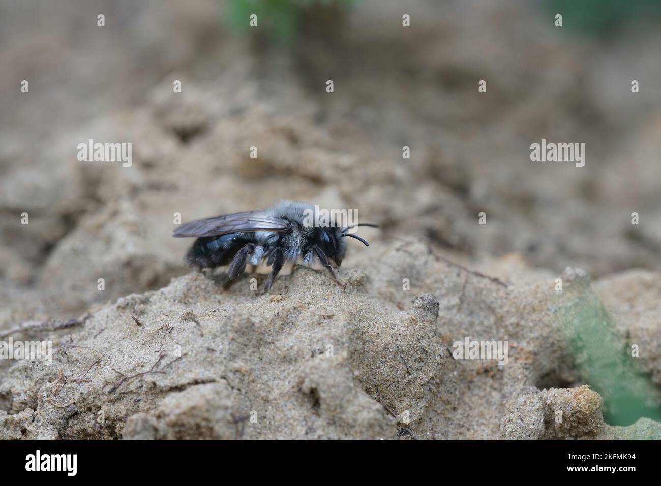 Natural closeup on a female grey-backed mining bee, Andrena vaga ...