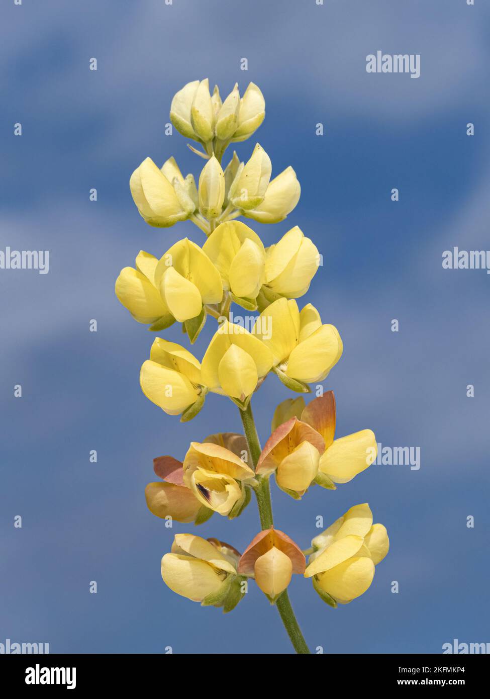 Tree Lupin, Lupinus arboreus, flower spike close up Norfolk June Stock ...
