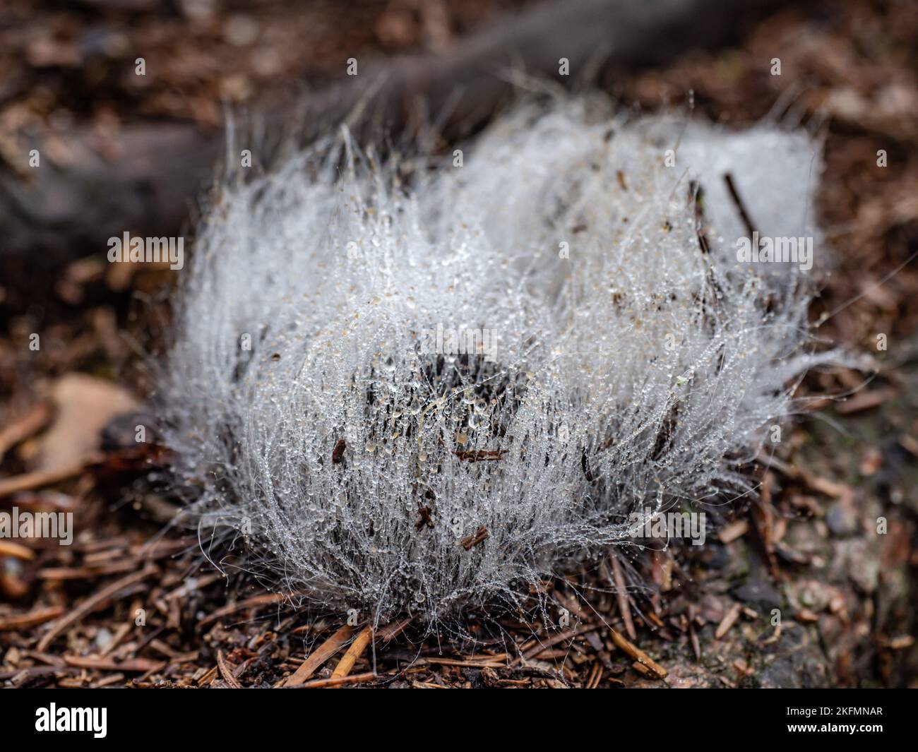 Dew mold on excrement on the ground in nature. Animal feces covered ...